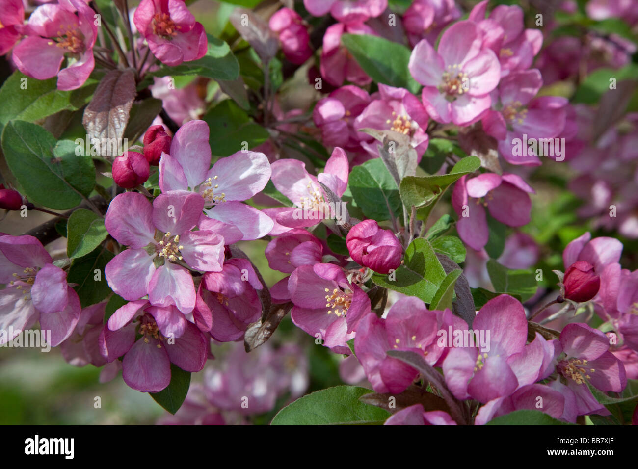 Blooming crab apple hi-res stock photography and images - Alamy