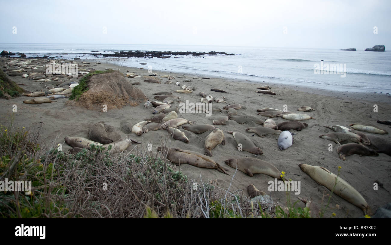 Elephant seals at the beach hi-res stock photography and images - Alamy