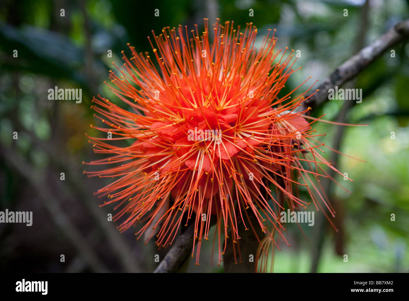 Brownea macrophylla flower (Fabaceae Stock Photo - Alamy