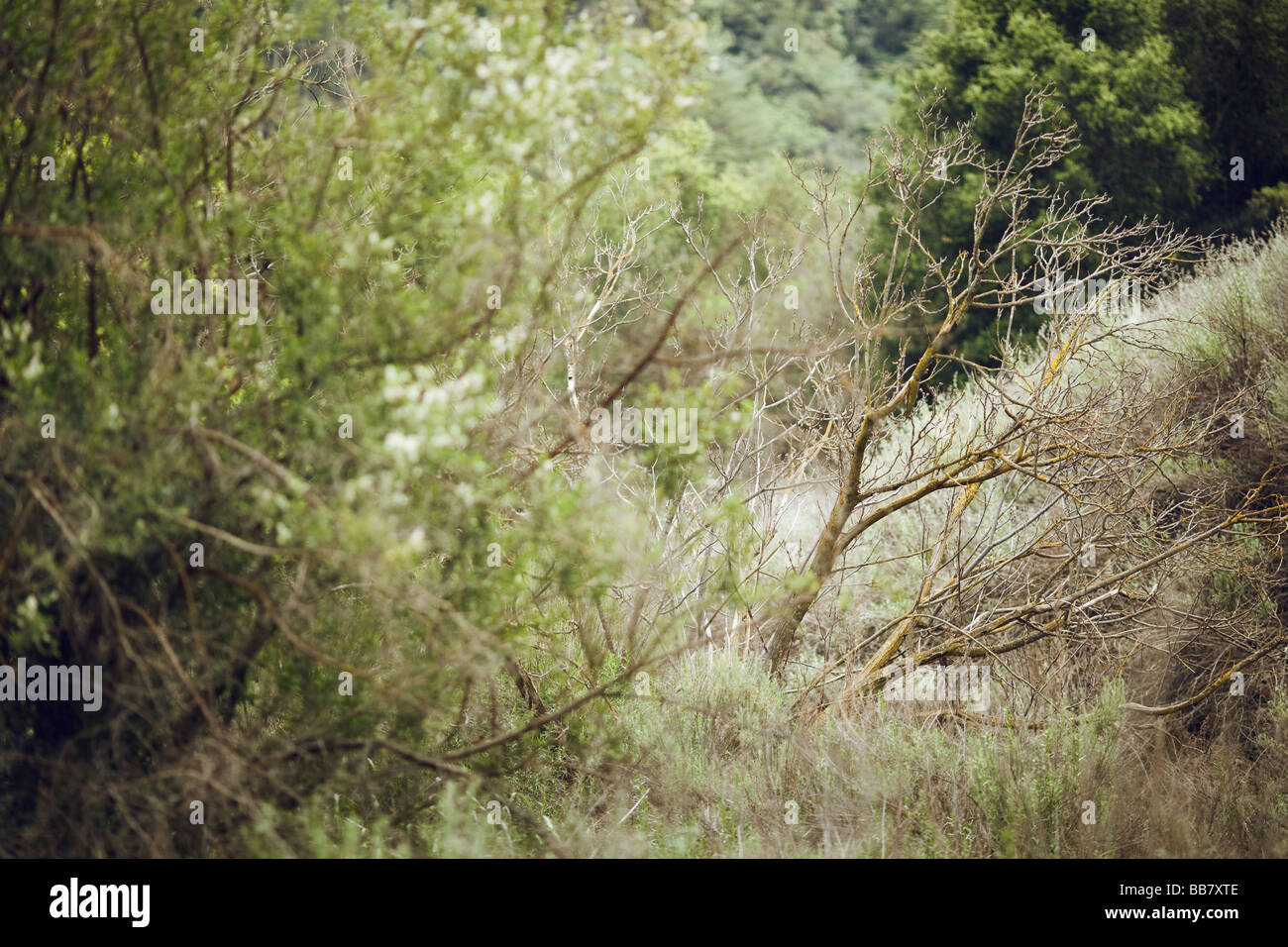 Trees in Malibu Creek State Park Calabasas Los Angeles LA Stock Photo ...