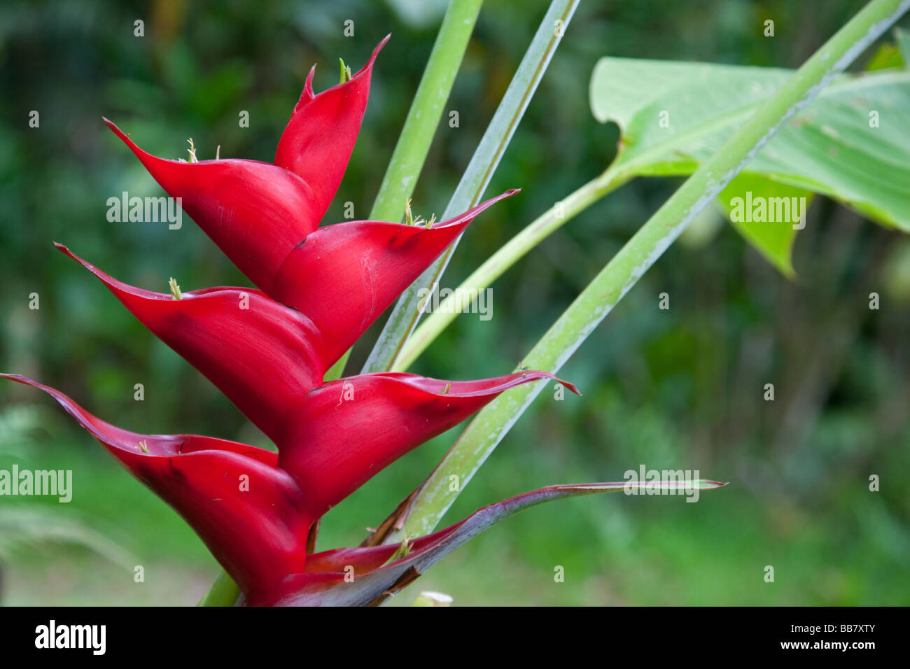 Heliconia flower hi-res stock photography and images - Alamy