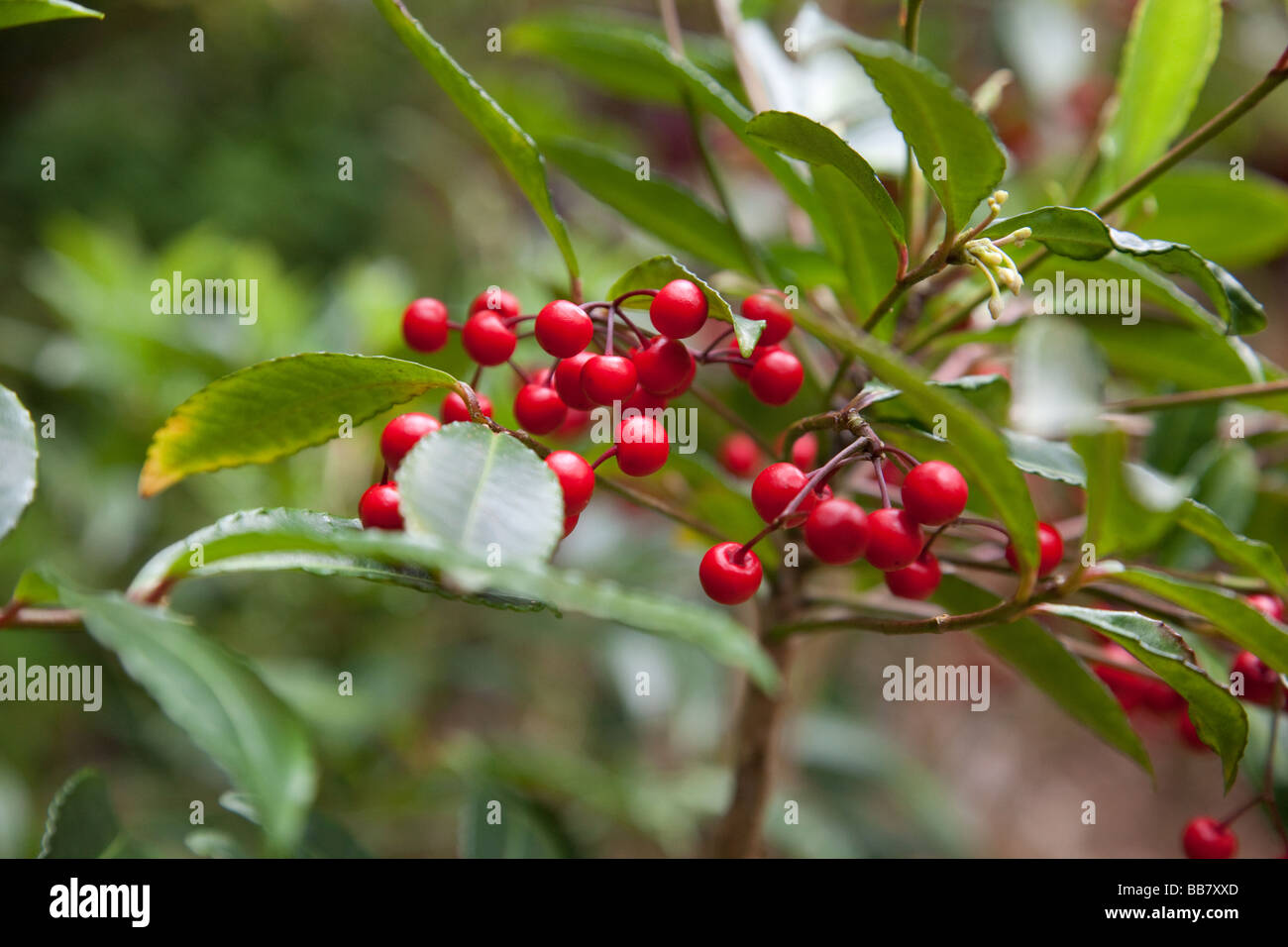 Christmas berries plant hi-res stock photography and images - Alamy