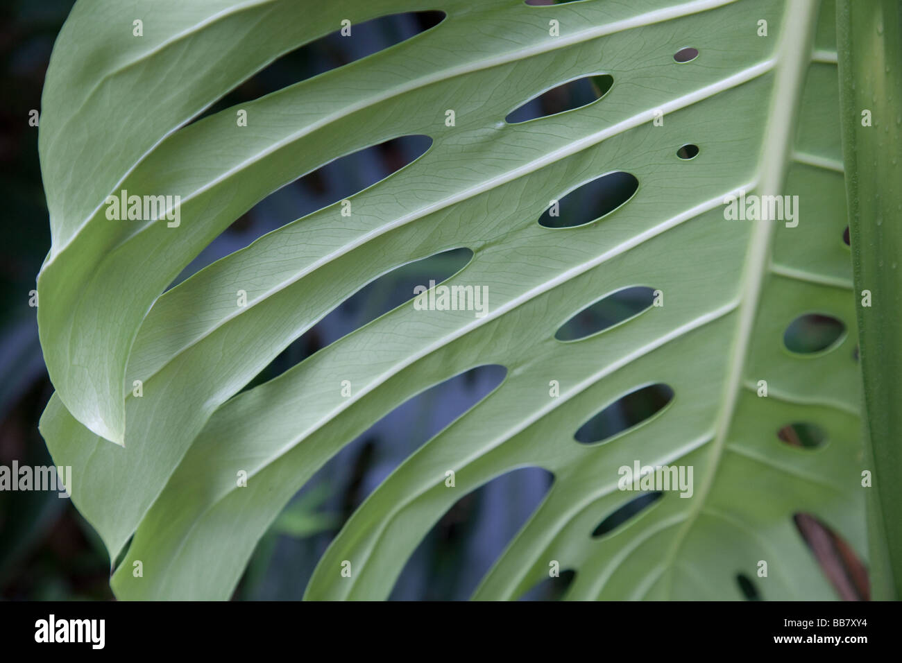 Monstera High Resolution Stock Photography and Images - Alamy