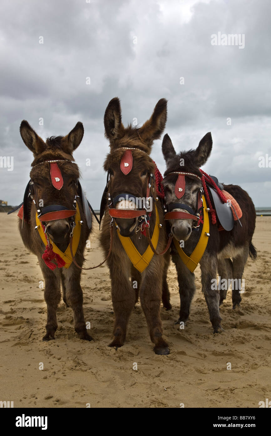 Donkey rides on margate beach hi-res stock photography and images - Alamy