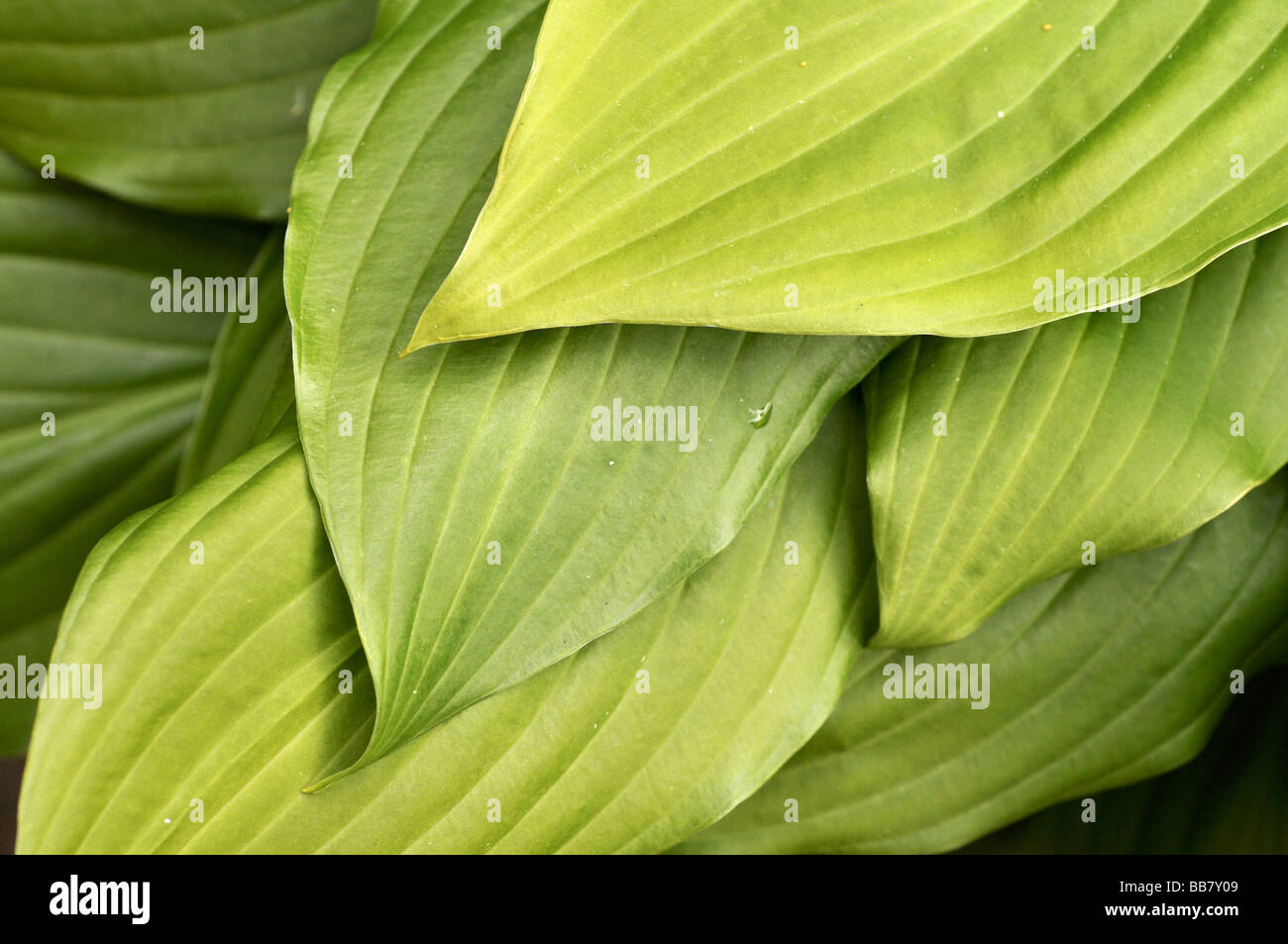 Hosta leaves in spring Stock Photo - Alamy