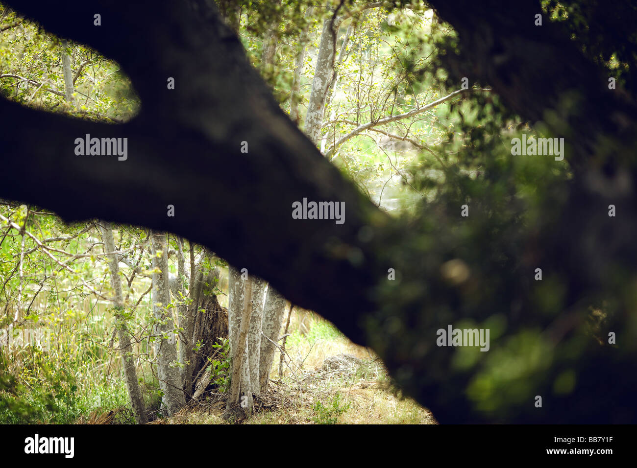 Trees in Malibu Creek State Park Calabasas Los Angeles LA Stock Photo ...