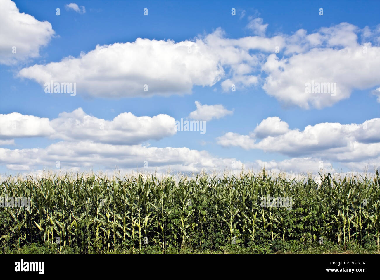 Corn Field under cloudy sky Stock Photo - Alamy
