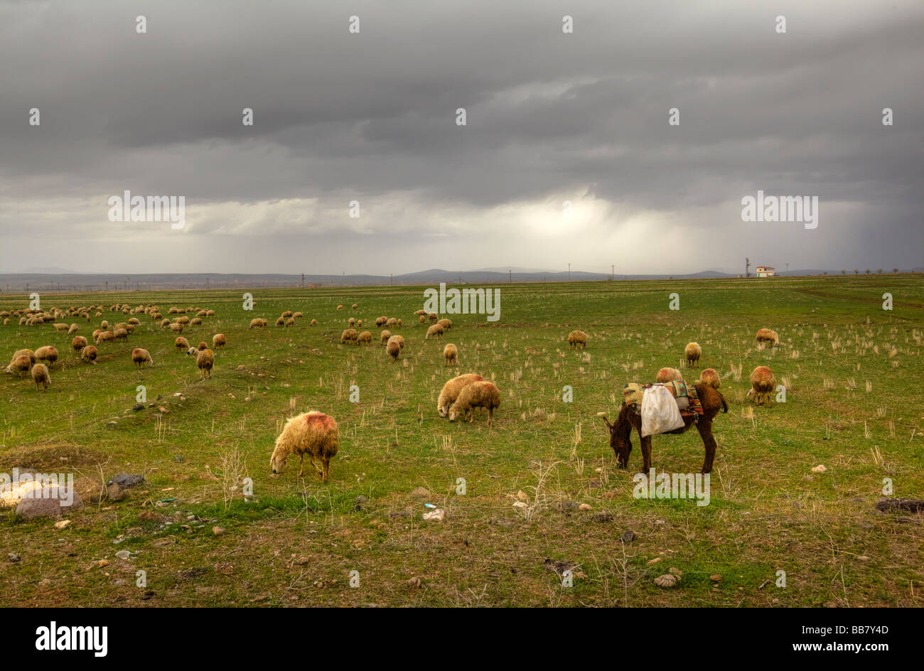 Sheep and donkey hi-res stock photography and images - Alamy