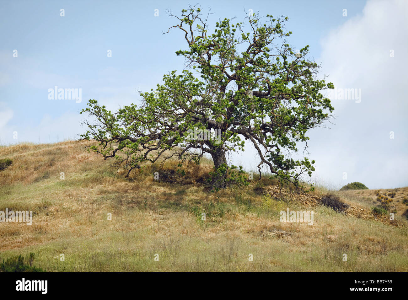 Lone Tree Malibu Creek State Park Calabasas Los Angeles LA Stock Photo ...