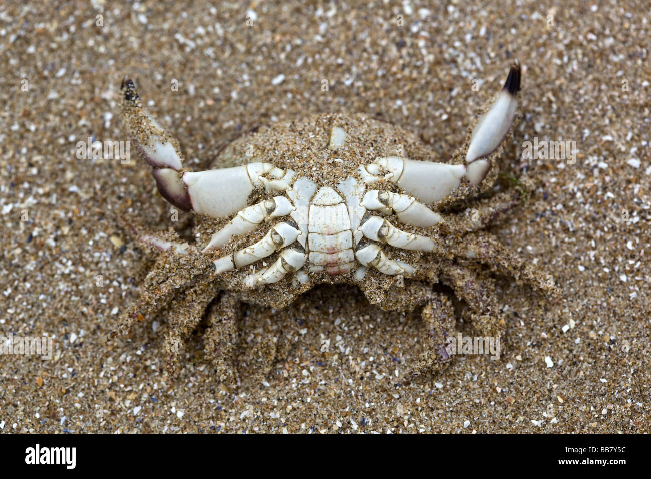 Dead Crab on beach Stock Photo - Alamy