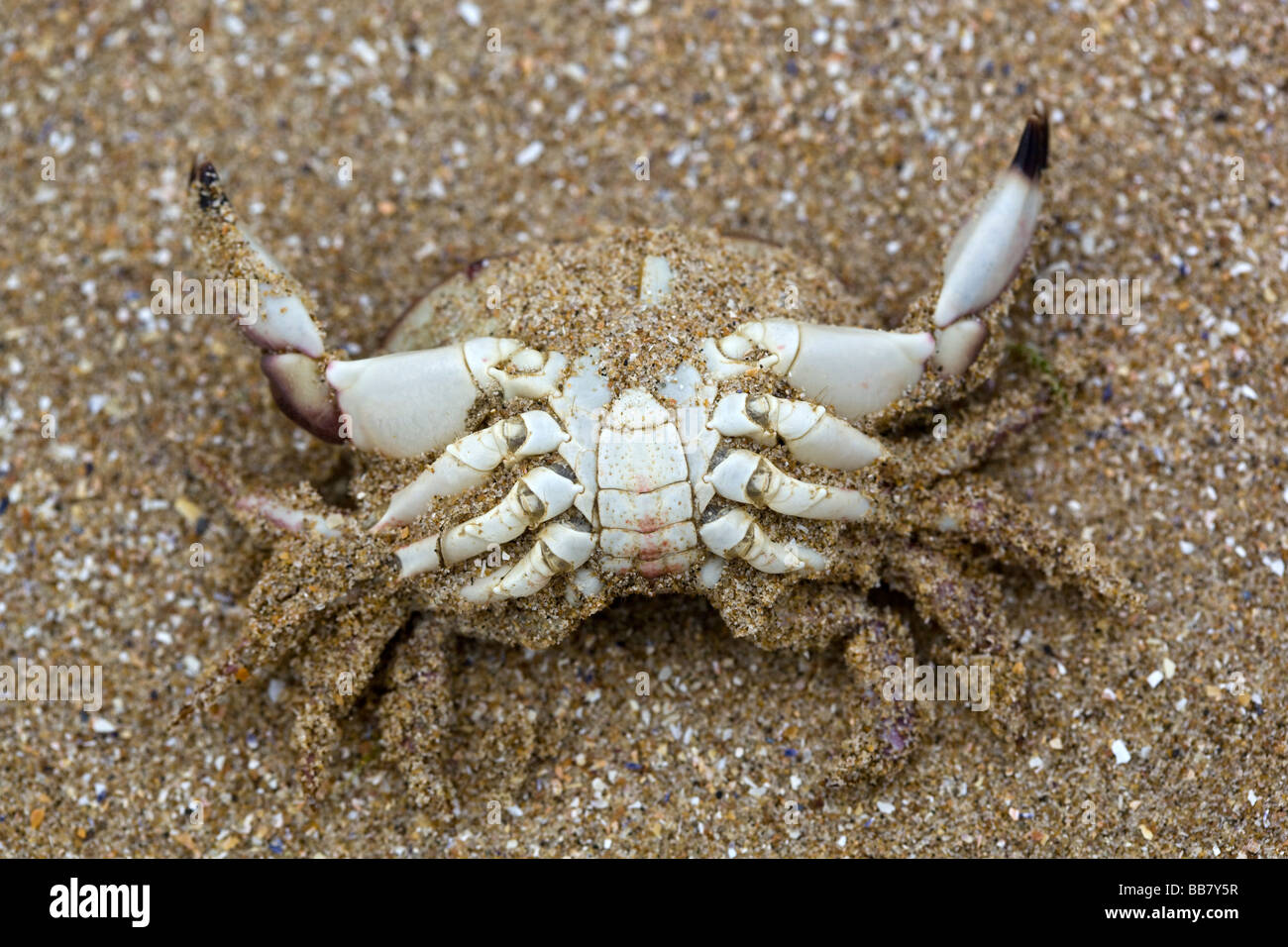 Dead crab at the sand beach hi-res stock photography and images - Alamy