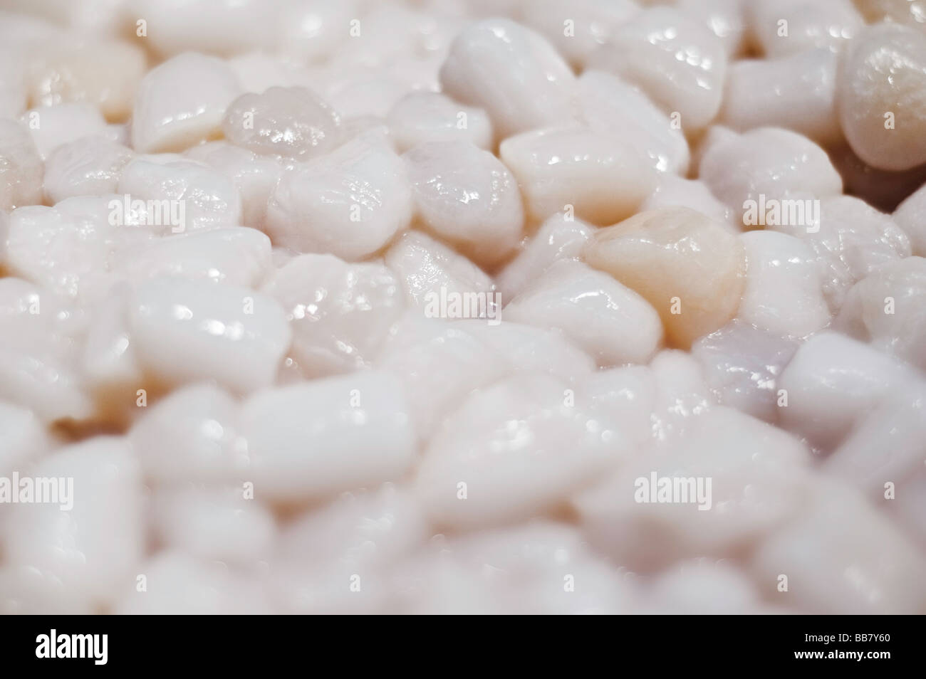 Raw, Uncooked Scallops On Display at a Seafood Market Stock Photo - Alamy