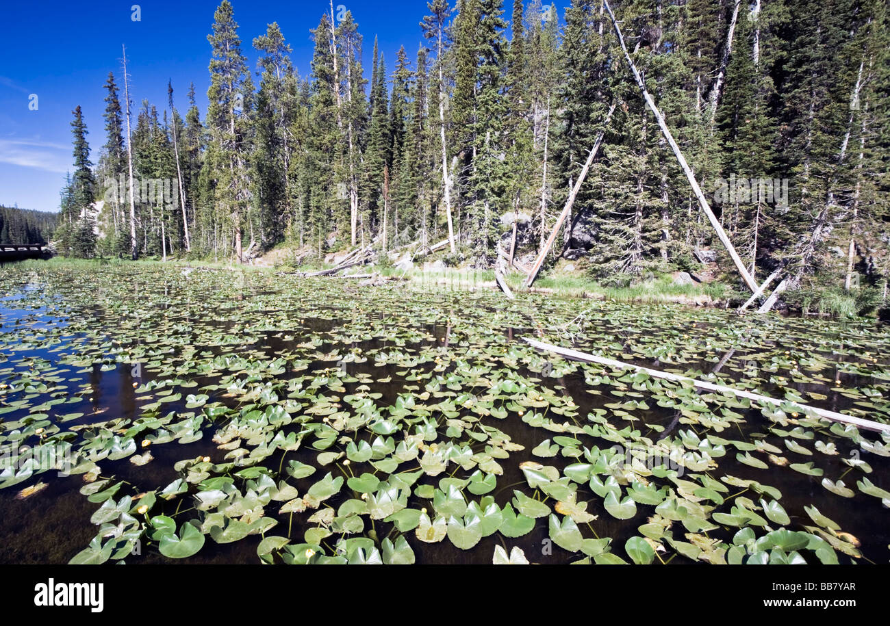 Lilly park hi-res stock photography and images - Alamy