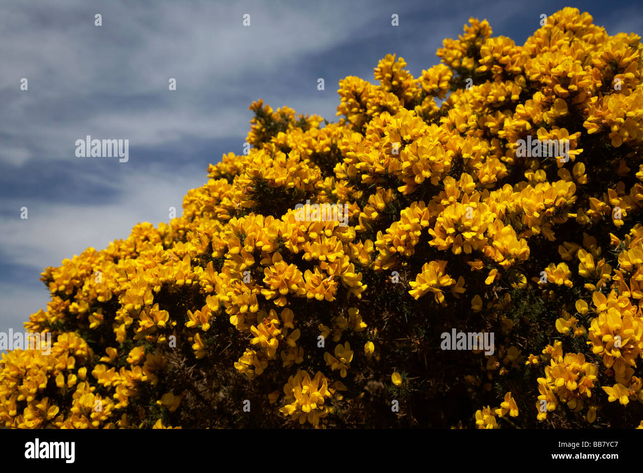 Gorse bush growing wild in hi-res stock photography and images - Alamy