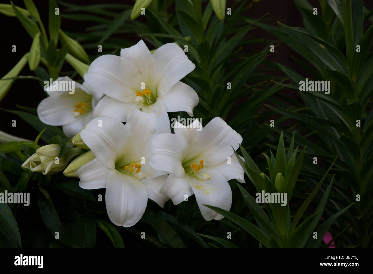 November Lilies in flower (Lilium longiflorum Stock Photo - Alamy