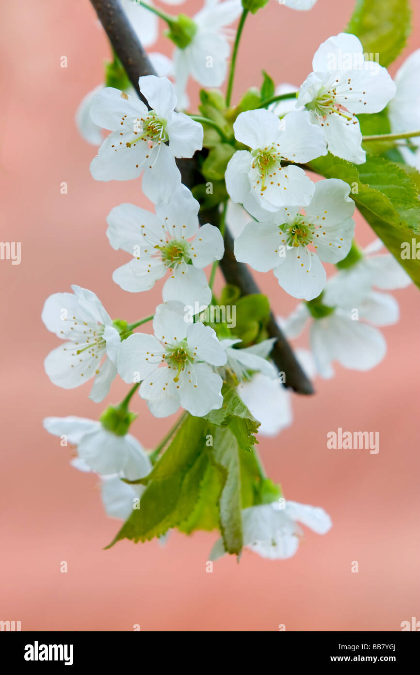 tree flowers in nature Stock Photo - Alamy