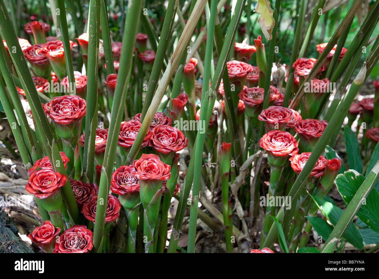 Mini ginger flowers (Etlingera elatior Stock Photo - Alamy