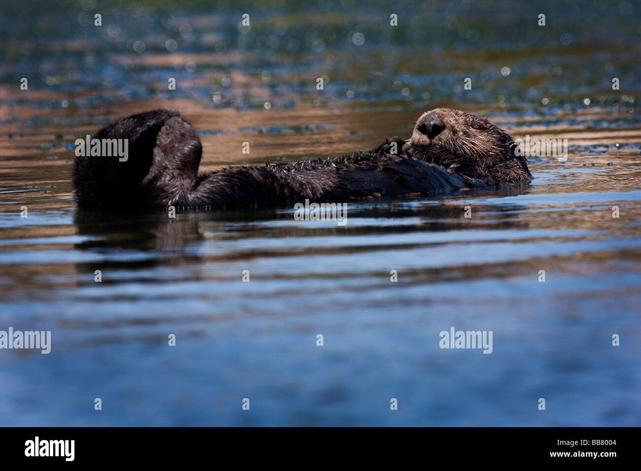 Sea otter sleeping, Moss Landing, California, USA Stock Photo - Alamy