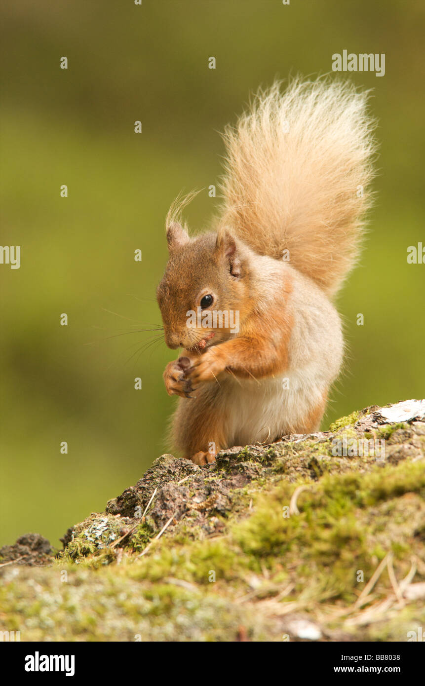 Decline of the red squirrel hi-res stock photography and images - Alamy