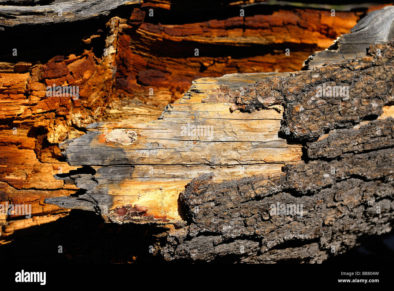 a dry pine trunk completely devoured by bugs Stock Photo - Alamy