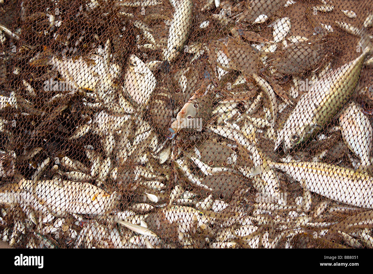 Catch of the Day - fish Stock Photo - Alamy