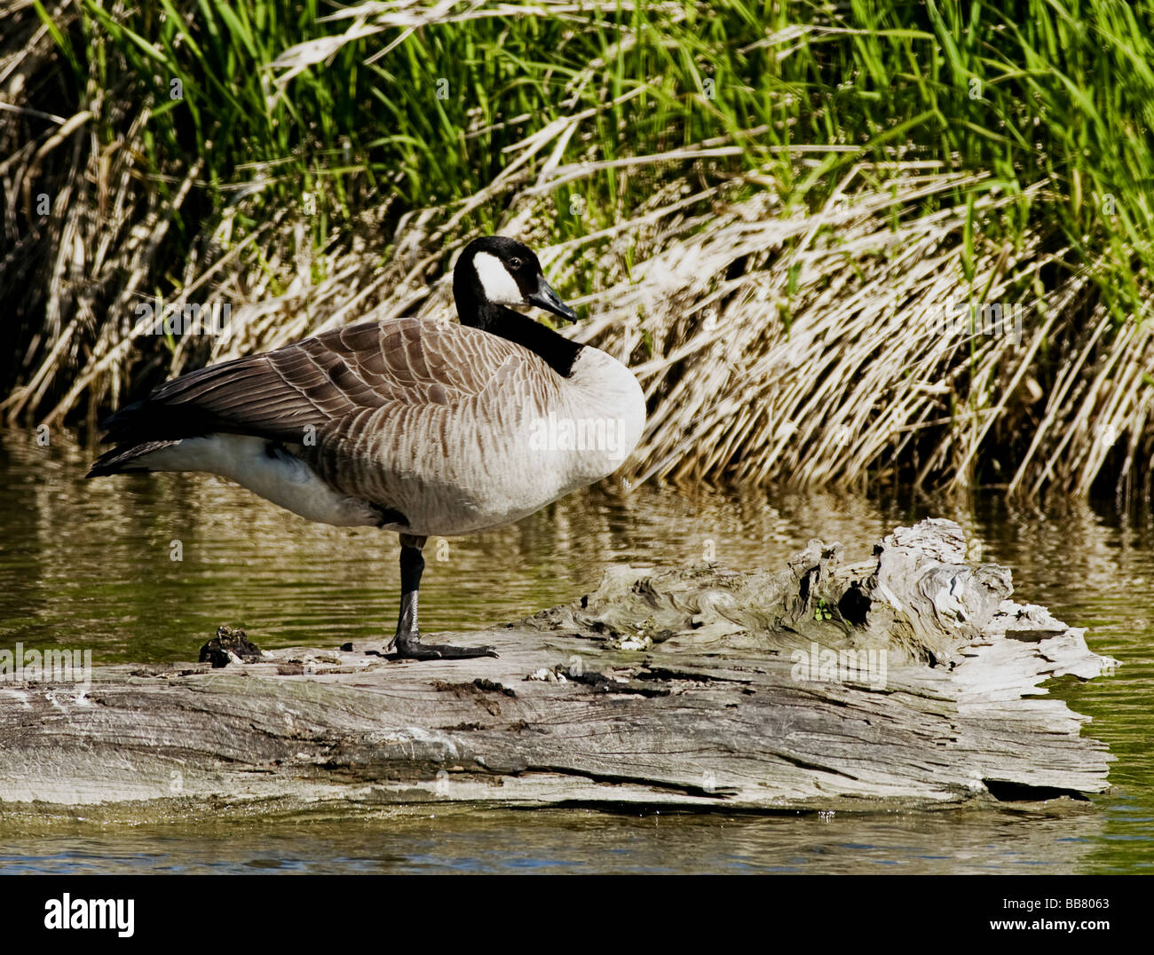 Westham canada hi-res stock photography and images - Alamy