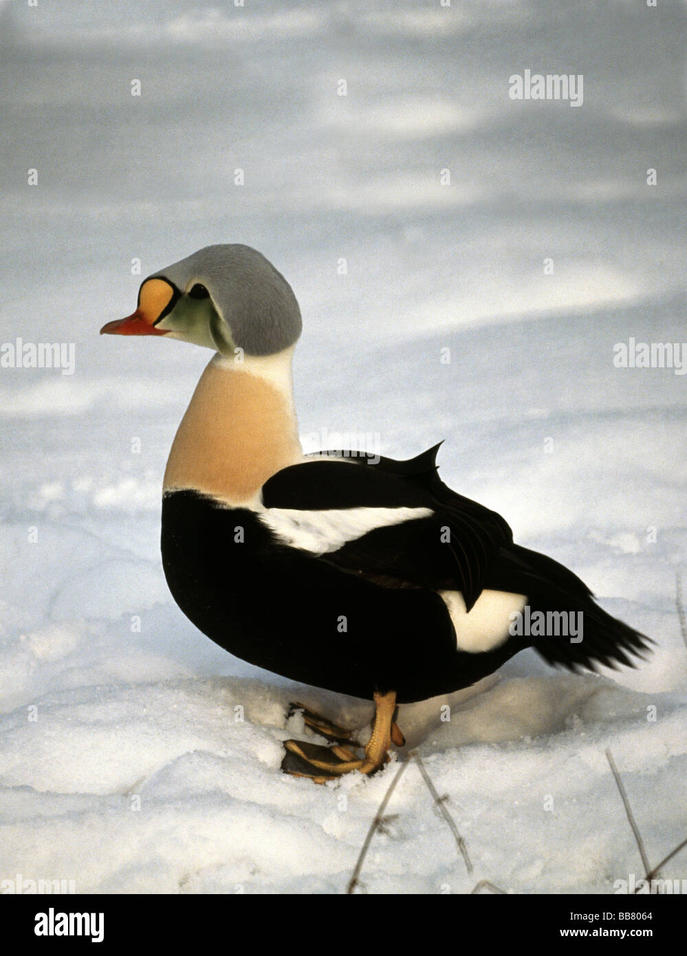King Eider Duck