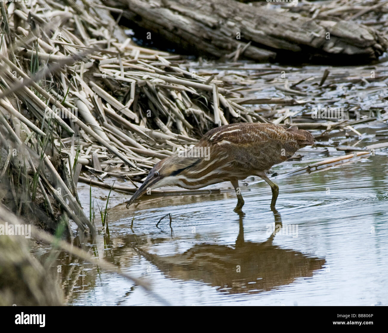 The small bittern hi-res stock photography and images - Alamy
