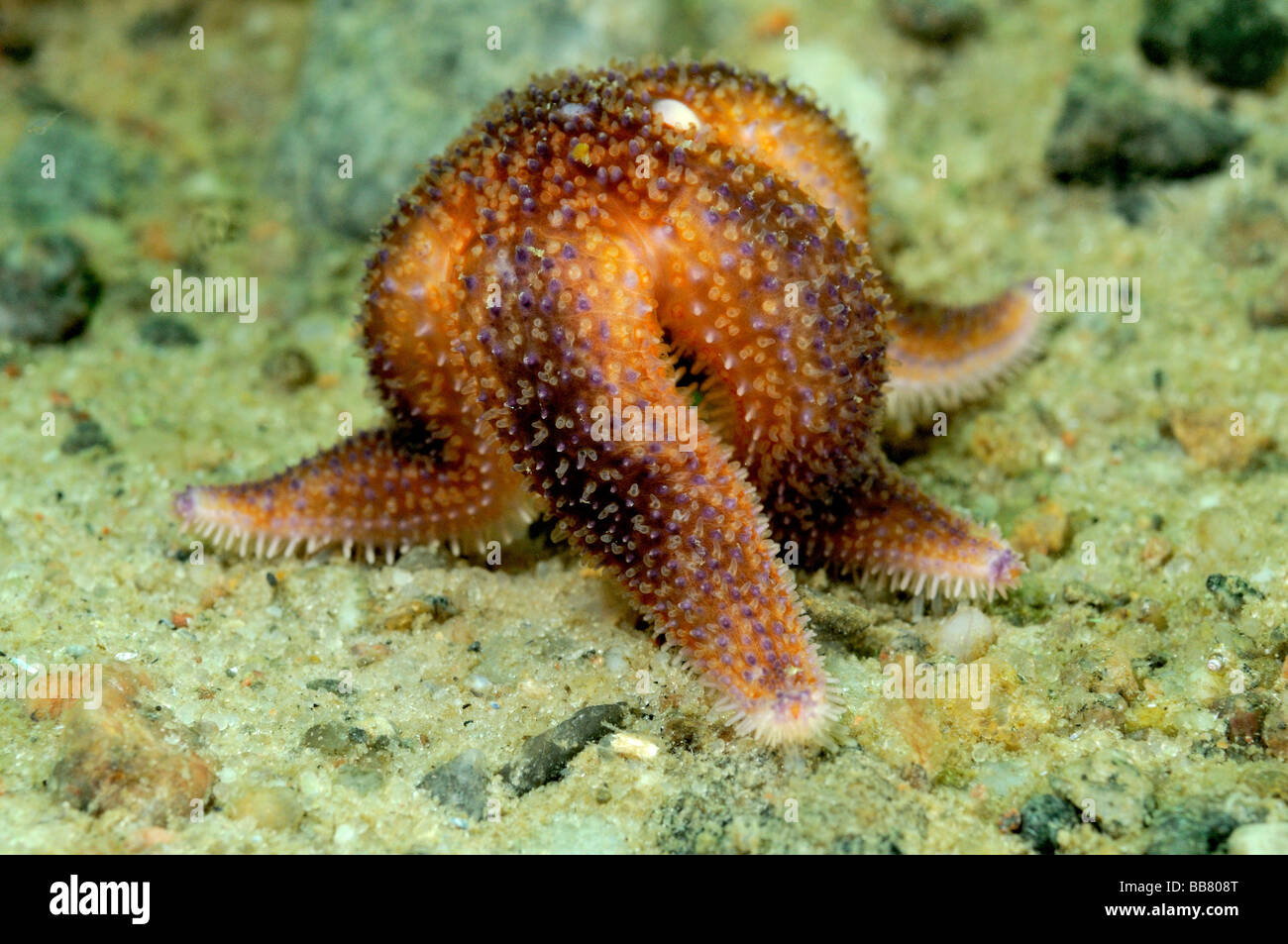 Seastar feeding hi-res stock photography and images - Alamy