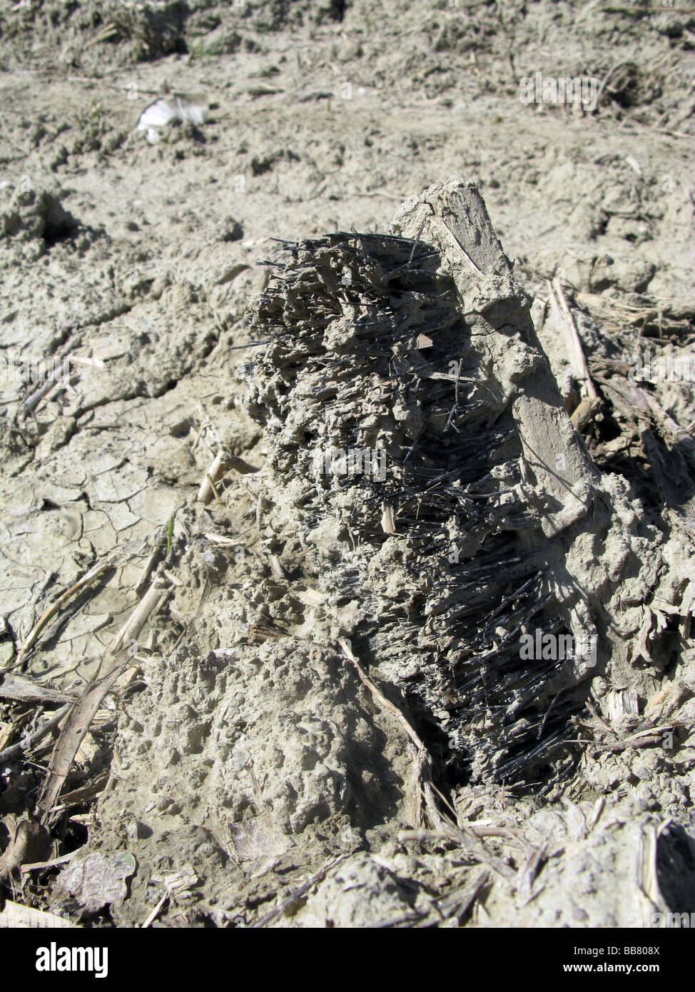 one old sweep brush covered with mud in field Stock Photo - Alamy