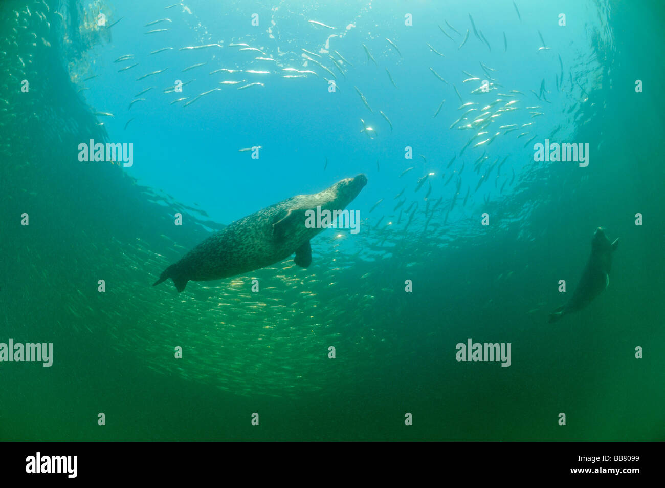 Seal hunting hi-res stock photography and images - Alamy