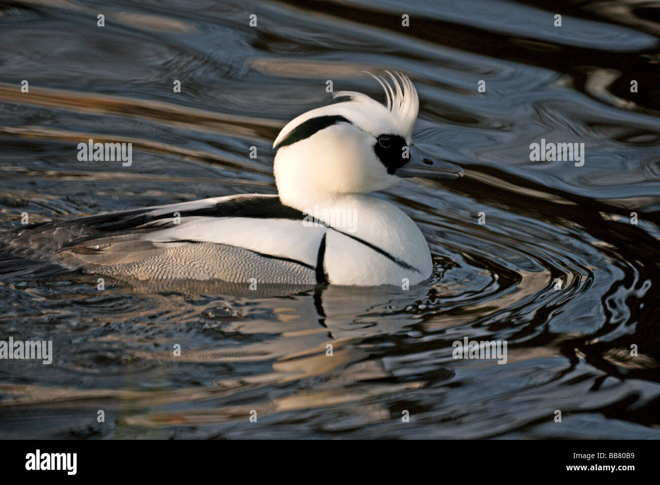Wildfowl;Ducks;Smew; 'Mergus albellus' ;Male displaying to female [out ...