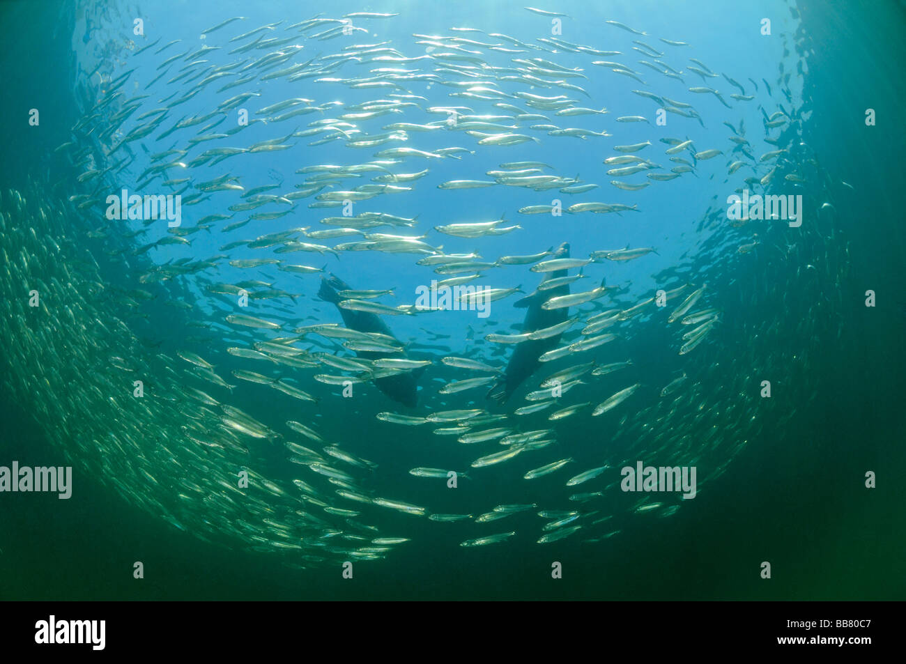 Seal underwater chasing fish hi-res stock photography and images - Alamy