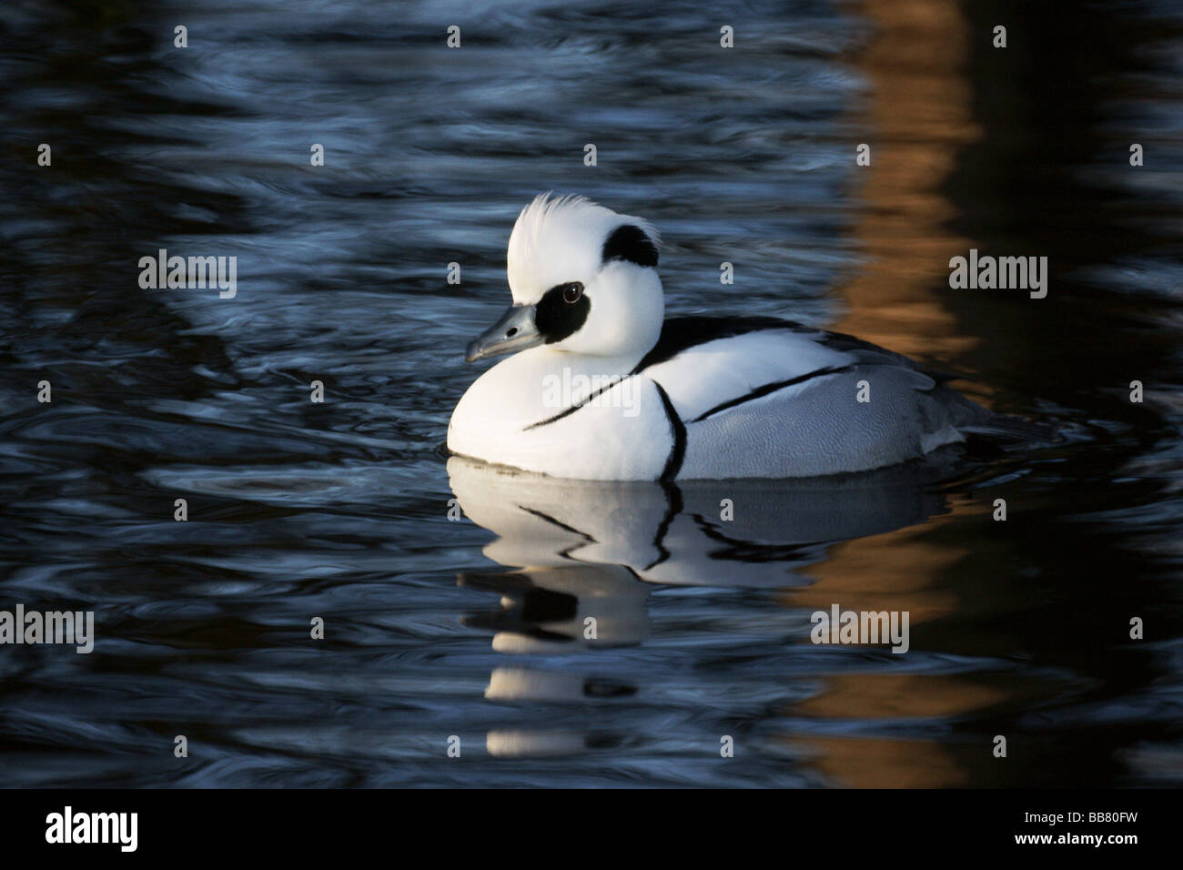 Wildfowl;Ducks;Smew 'Mergus albellus' ;Male on water with crest ...