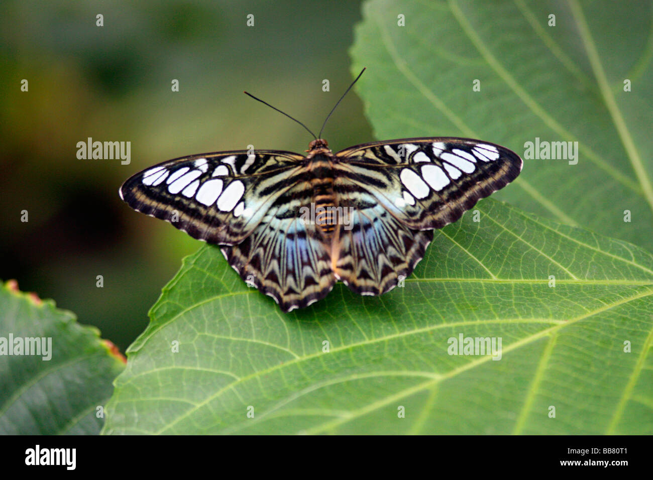 Butterfly, St. Louis Butterfly Park, MO Stock Photo - Alamy