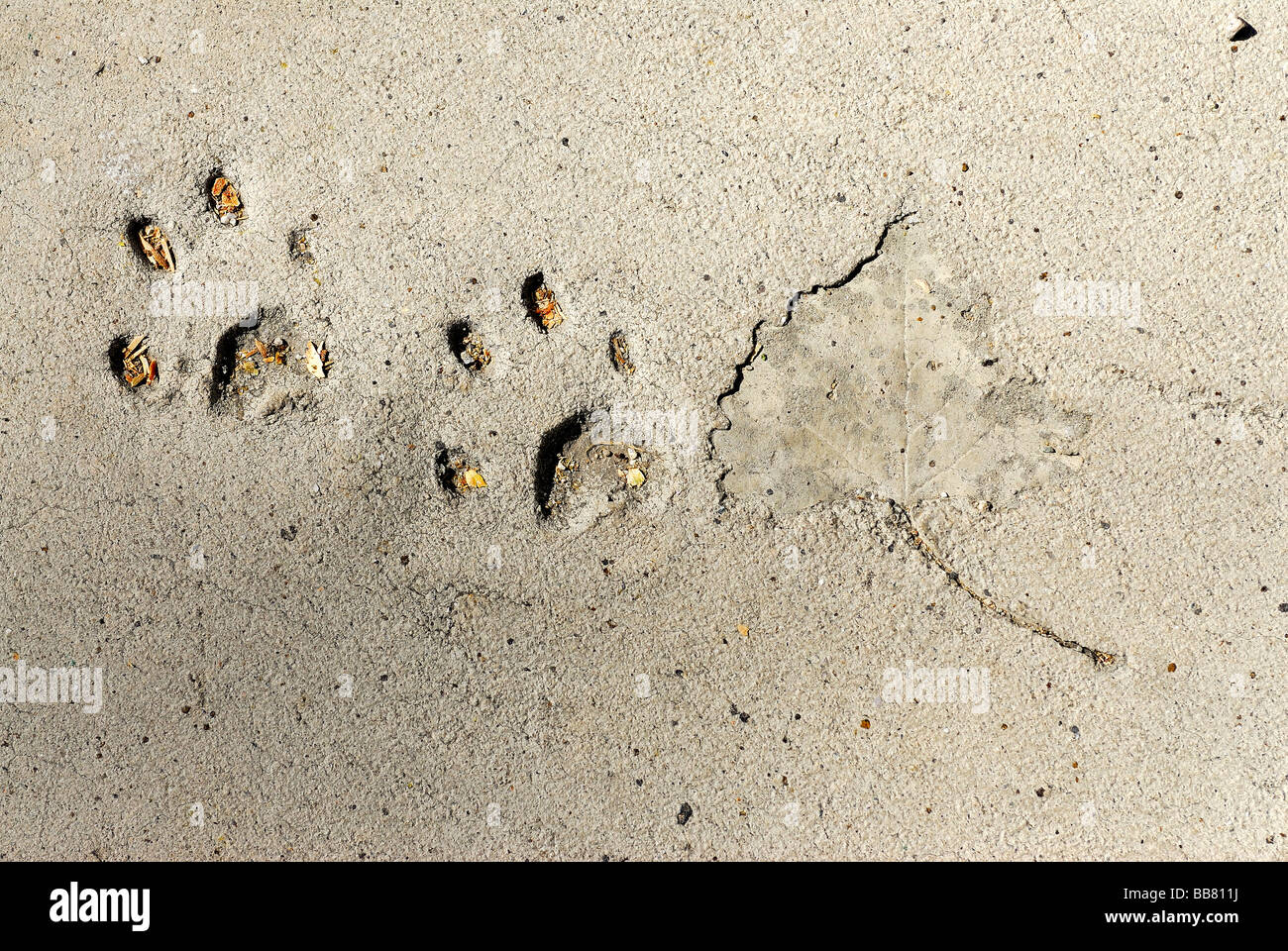 Animal footprint hi-res stock photography and images - Alamy
