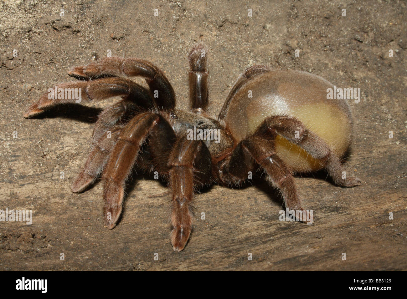 DWARF TARANTULA Plesiophrictus sp Mumbai INDIA Stock Photo - Alamy