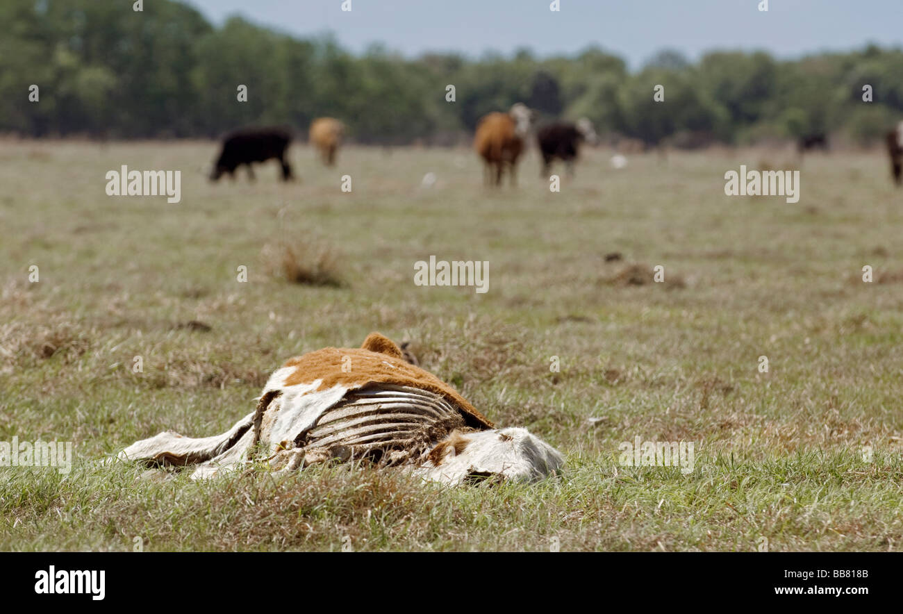 dead cow in field Stock Photo - Alamy