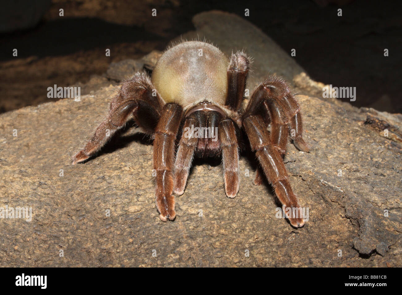 DWARF TARANTULA Plesiophrictus sp Mumbai INDIA Stock Photo - Alamy
