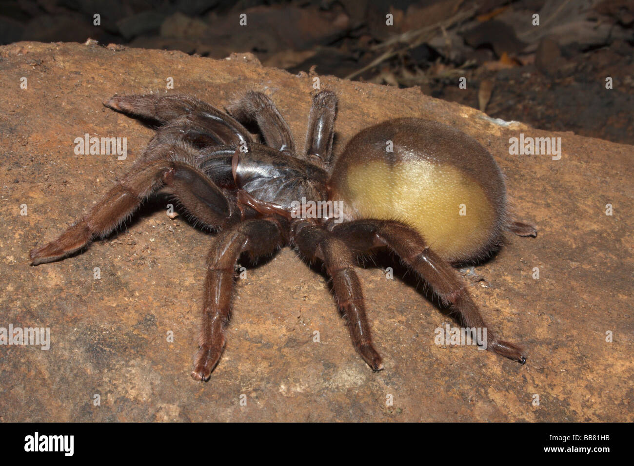Dwarf tarantula hi-res stock photography and images - Alamy