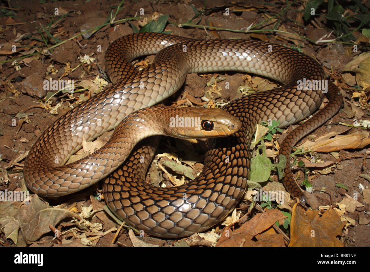 STOUT SAND SNAKE, Psammophis longiforns Mildly Venomous, Rare Thane ...