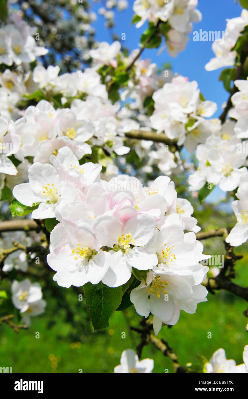 Types Of Apple Trees High Resolution Stock Photography and Images - Alamy