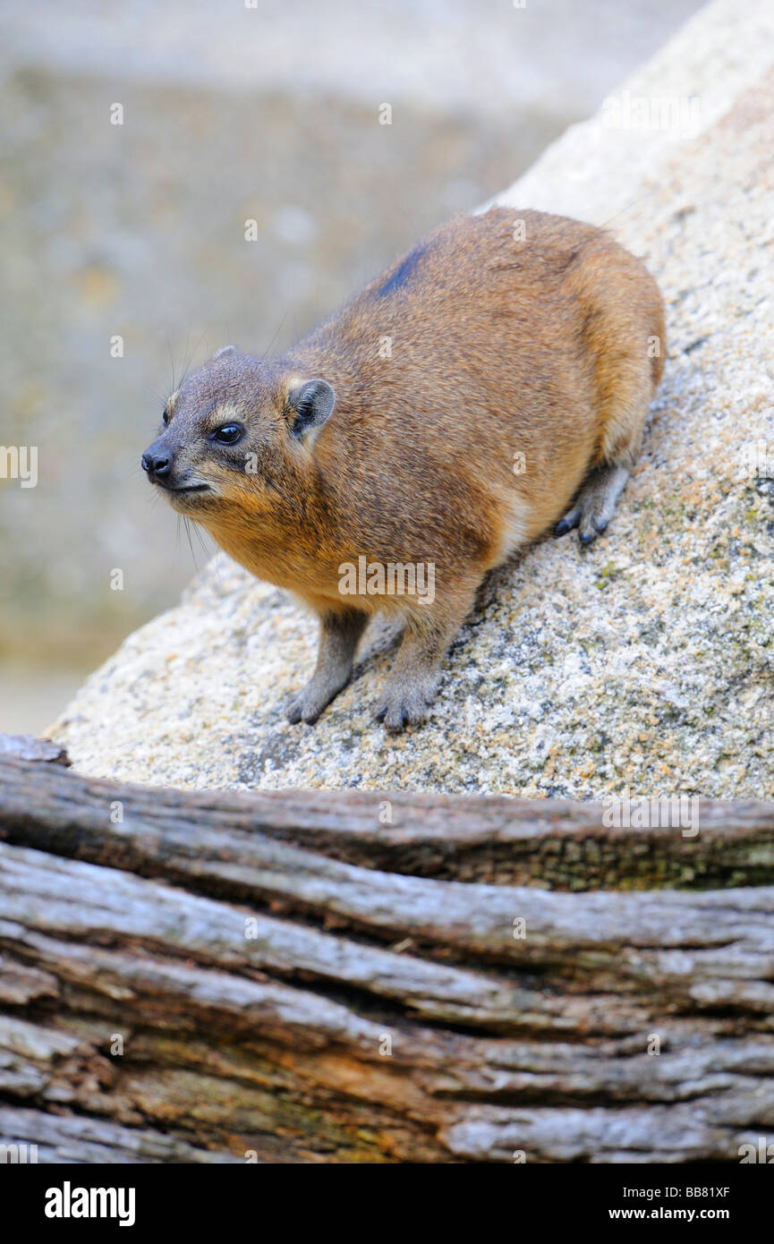 Rock Hyrax (Procavia capensis Stock Photo - Alamy