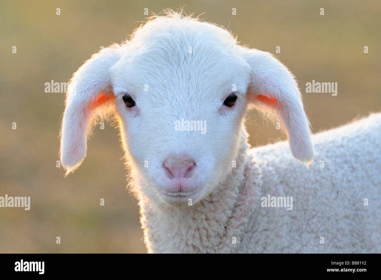 Domestic sheep, merino sheep, lamb, portrait Stock Photo - Alamy