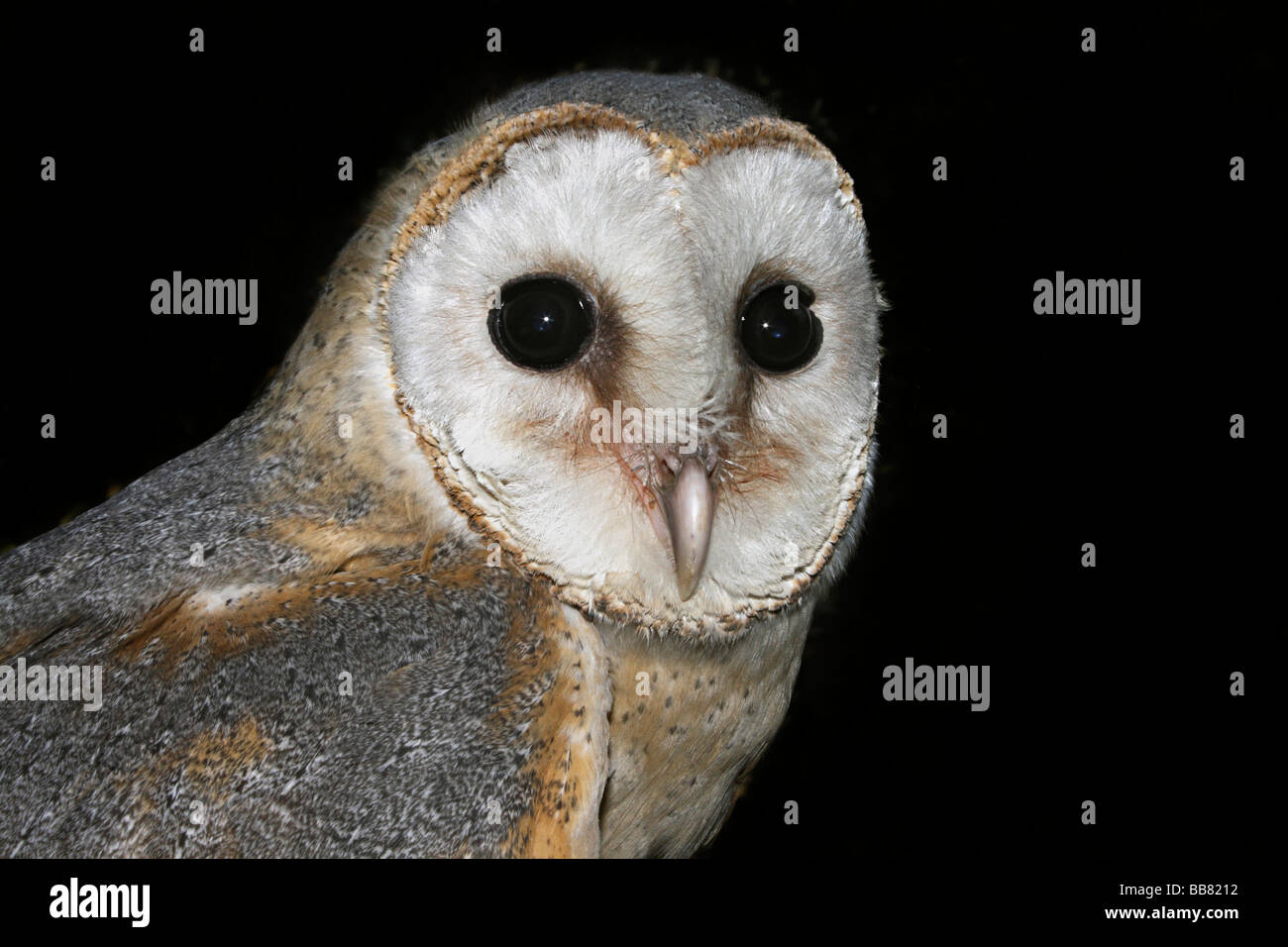 Barn Owl, Mumbai, India Stock Photo - Alamy