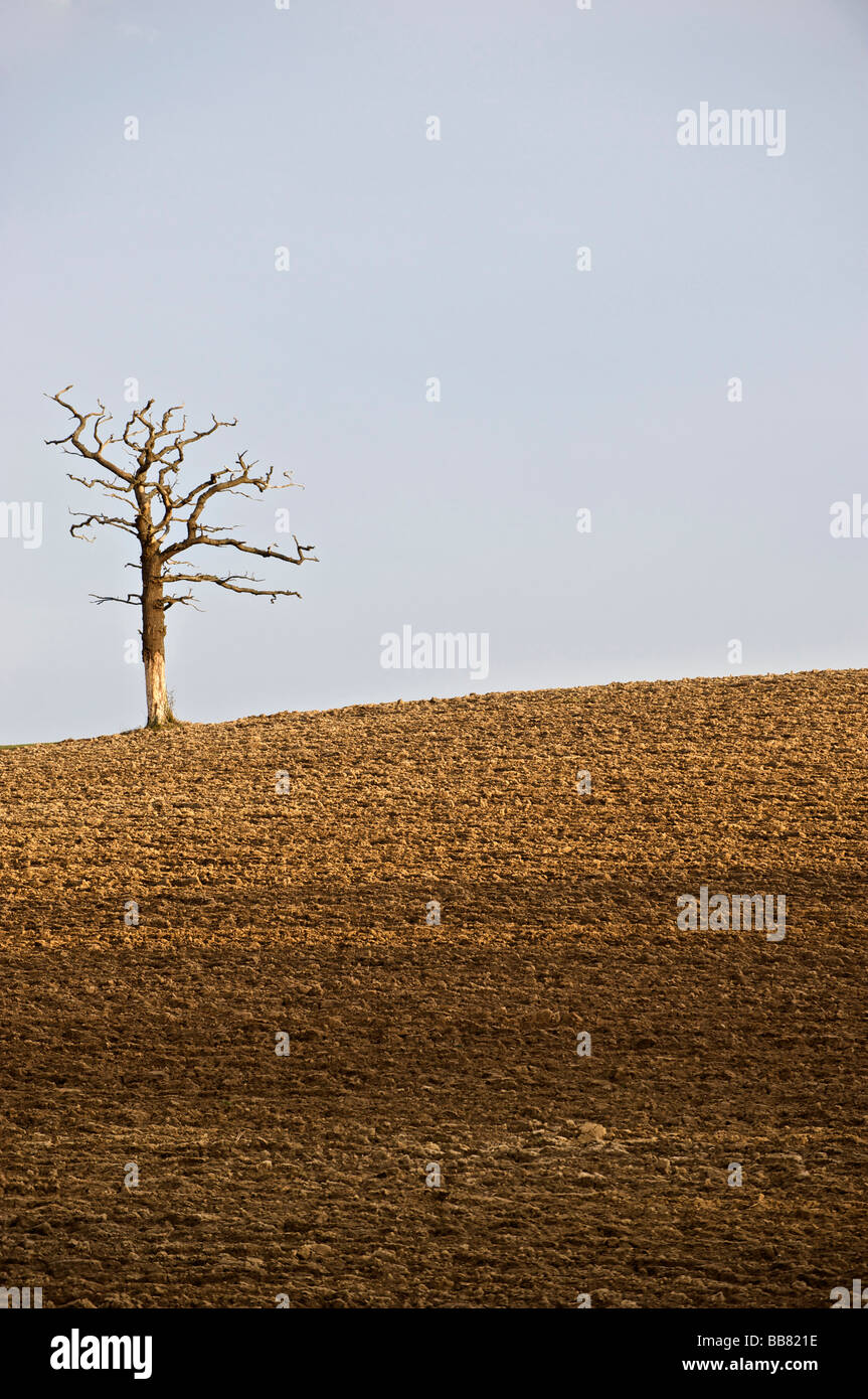 Lonely Dead Tree in a Plowed Field Stock Photo - Alamy