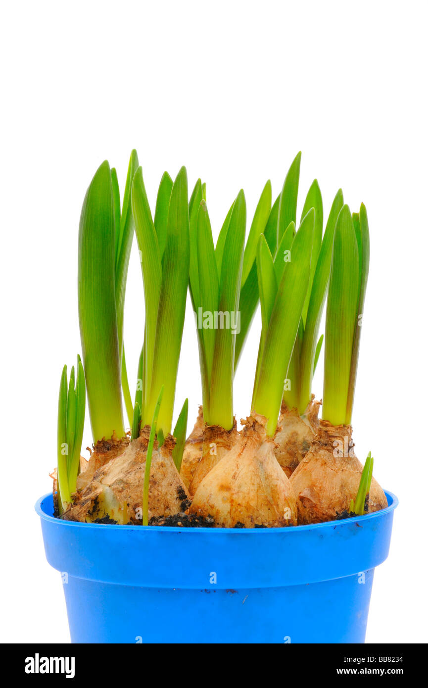 Muscari bulb hi-res stock photography and images - Alamy