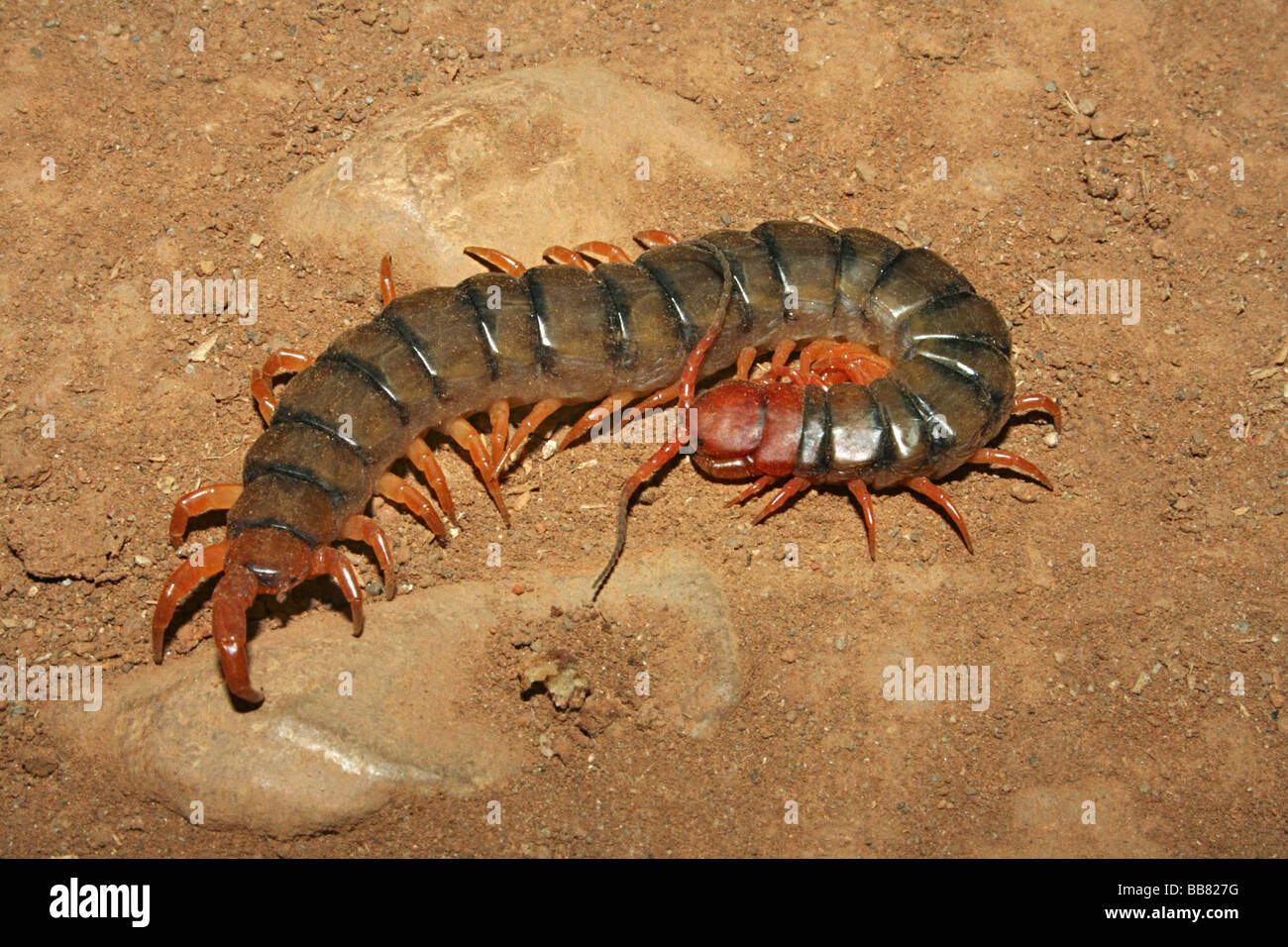 Centipede Mumbai, India Stock Photo - Alamy