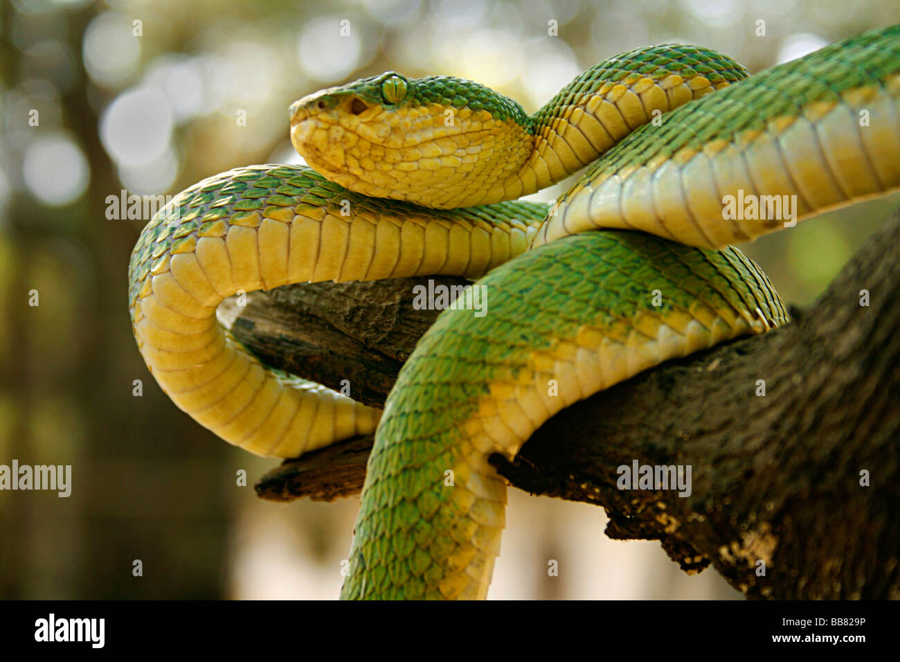 BAMBOO PIT VIPER. Trimeresurus gramineus. Venomous Common Mumbai, India ...