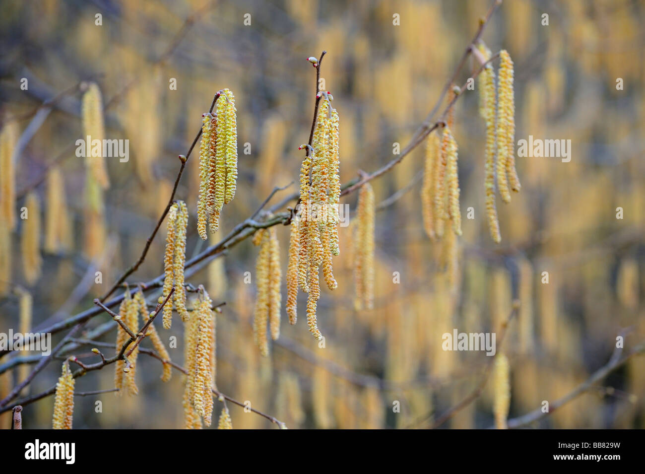 Corylus avellana tree hi-res stock photography and images - Alamy
